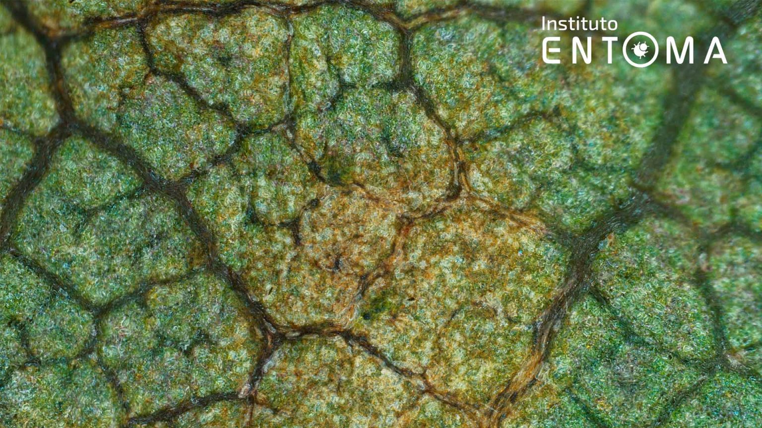 Trips plaga: ¿cuáles son los daños y cómo controlarlos?