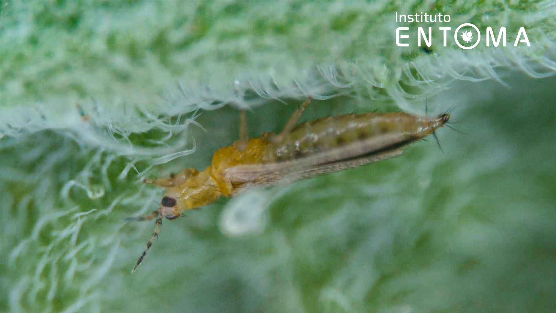 Trips plaga: ¿cuáles son los daños y cómo controlarlos?