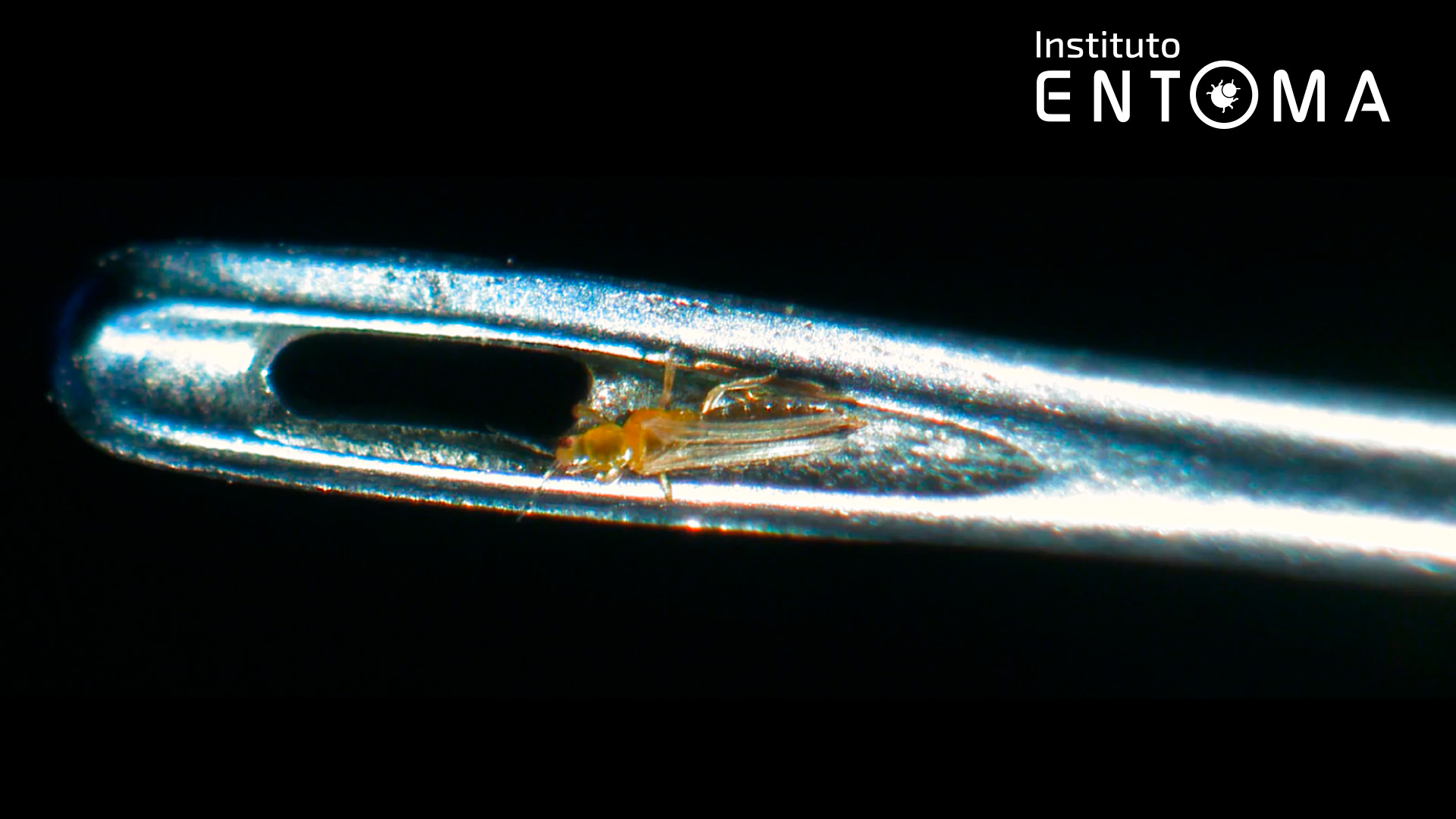 Trips plaga: ¿cuáles son los daños y cómo controlarlos?