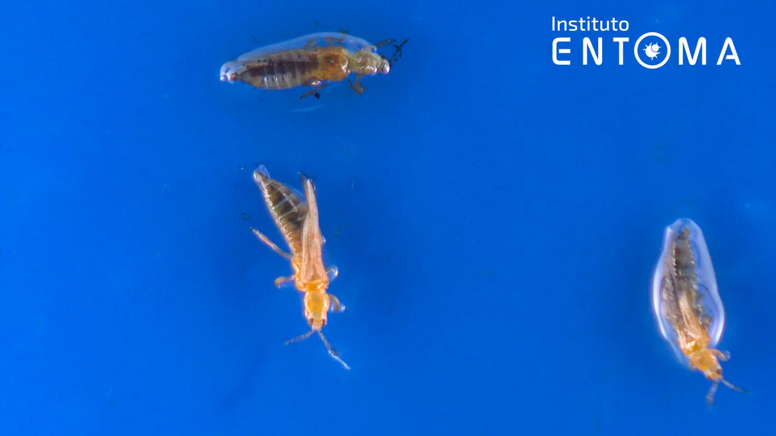 Trips plaga: ¿cuáles son los daños y cómo controlarlos?